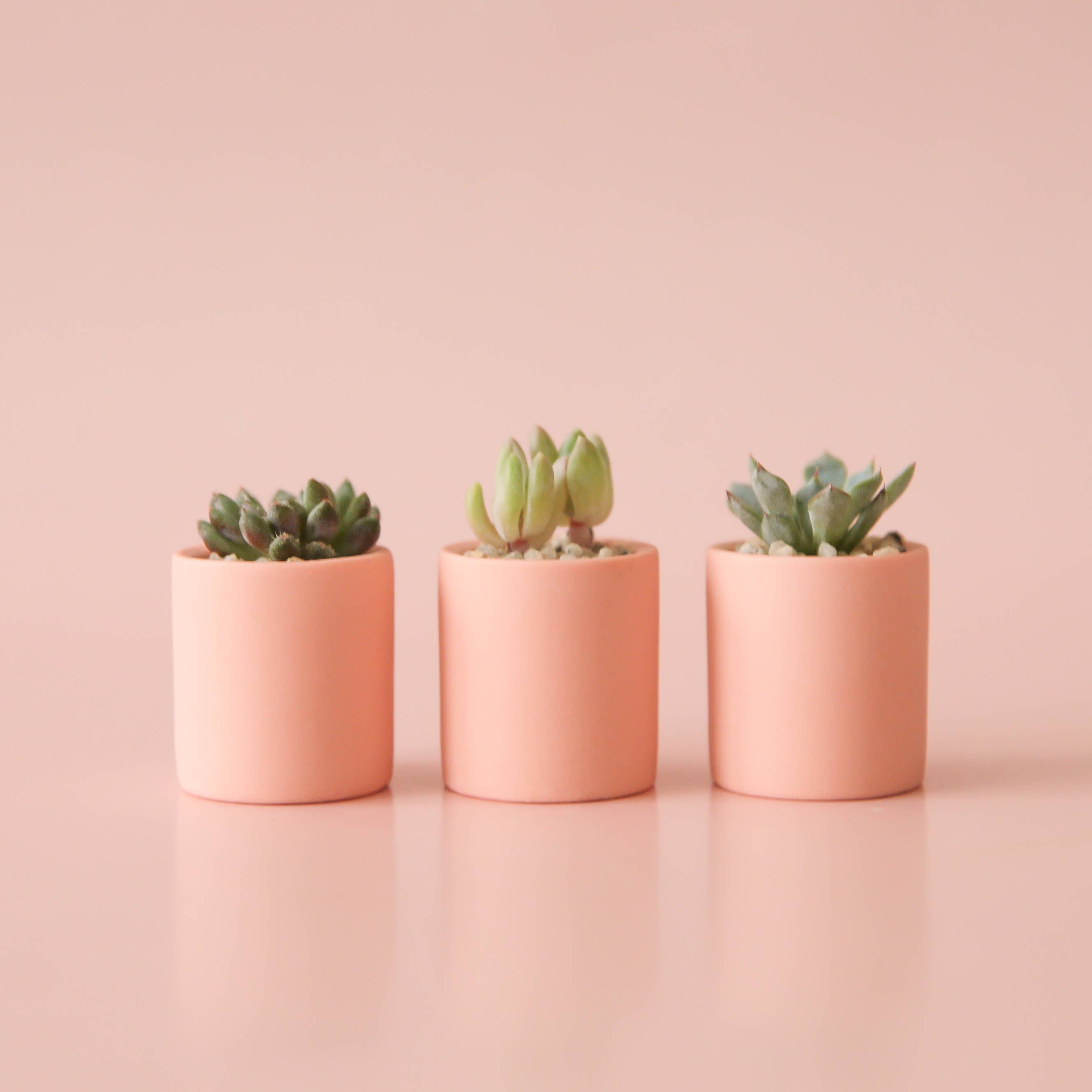 Tiny Pot - Peach – Ivy and Vines Boutique